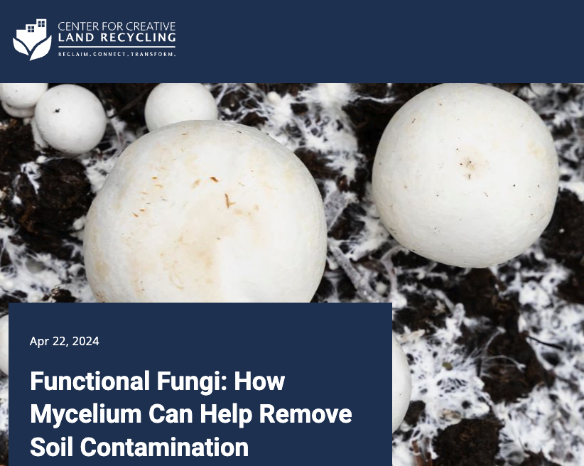 Functional Fungi: How Mycelium Can Help Remove Soil Contamination ...